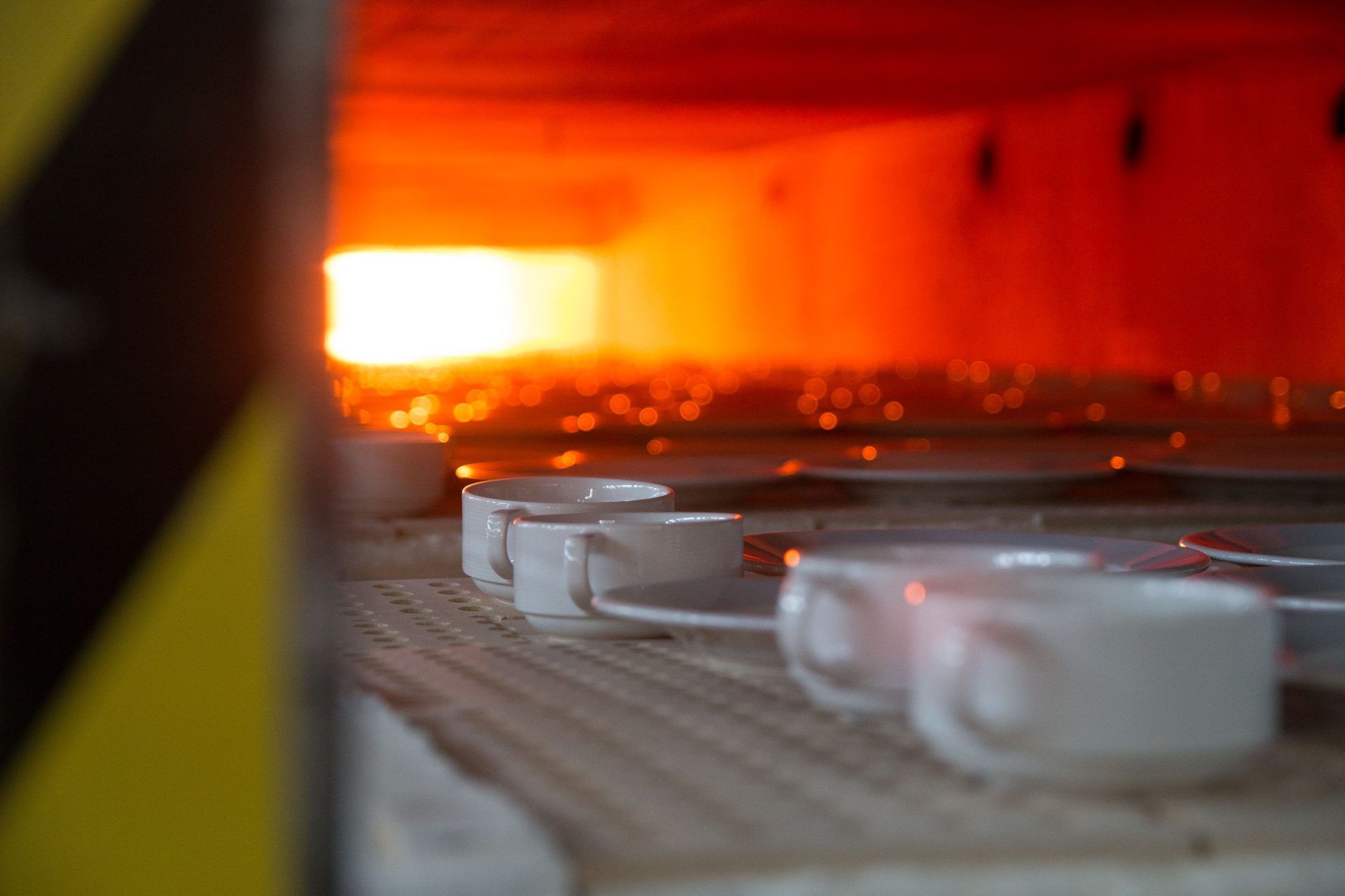 York - opis rasy, charakter i pielęgnacja - Together Magazyn